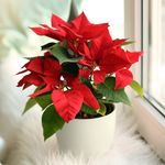 Order Red poinsettia with free pot | Regiobloemist.nl