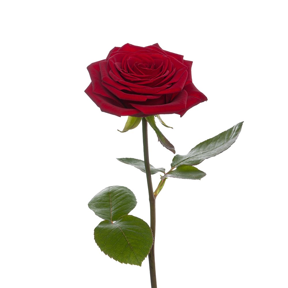 1 premium red rose fresh from the grower | Regionsflorist