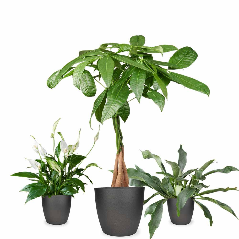 Pretty Green Plant Package fresh from the grower | Regionsflorist